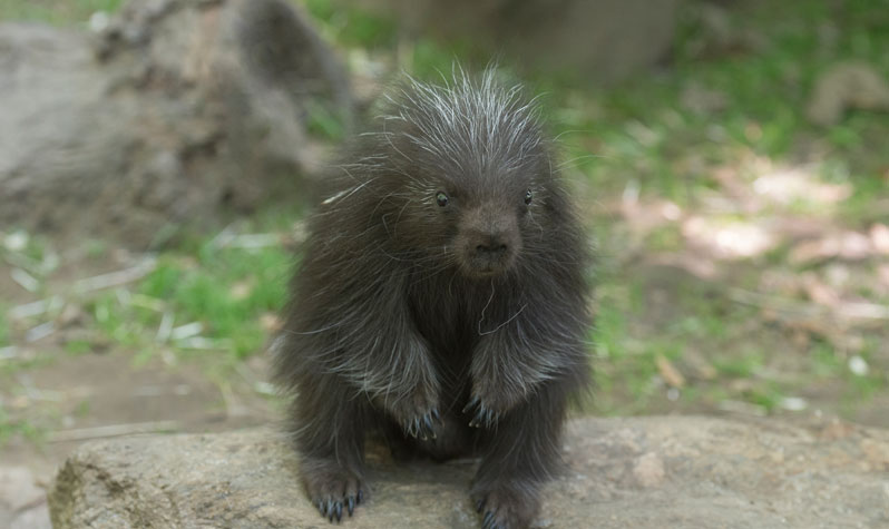 Baby Animals We're Thankful for This Year : NYC Parks