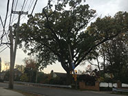 TreesCount! 2015 : NYC Parks