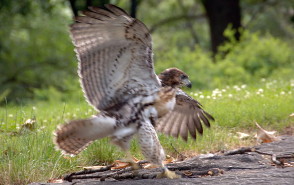 Signs of Spring : NYC Parks