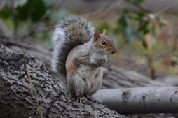 NYC Parks' Urban Wildlife Calendar: When and Where to See Wildlife in ...