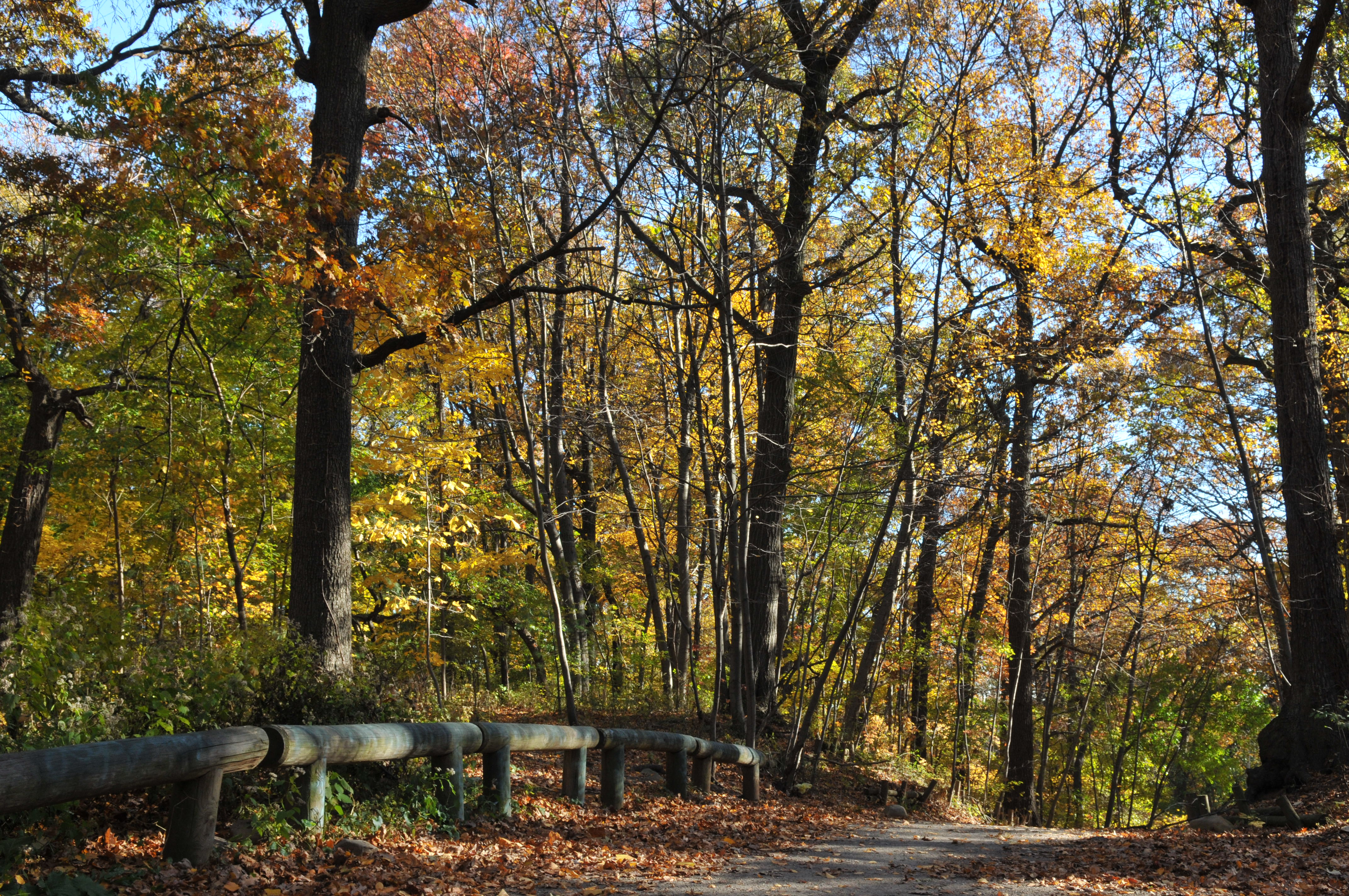 Fall Foliage in Parks : NYC Parks
