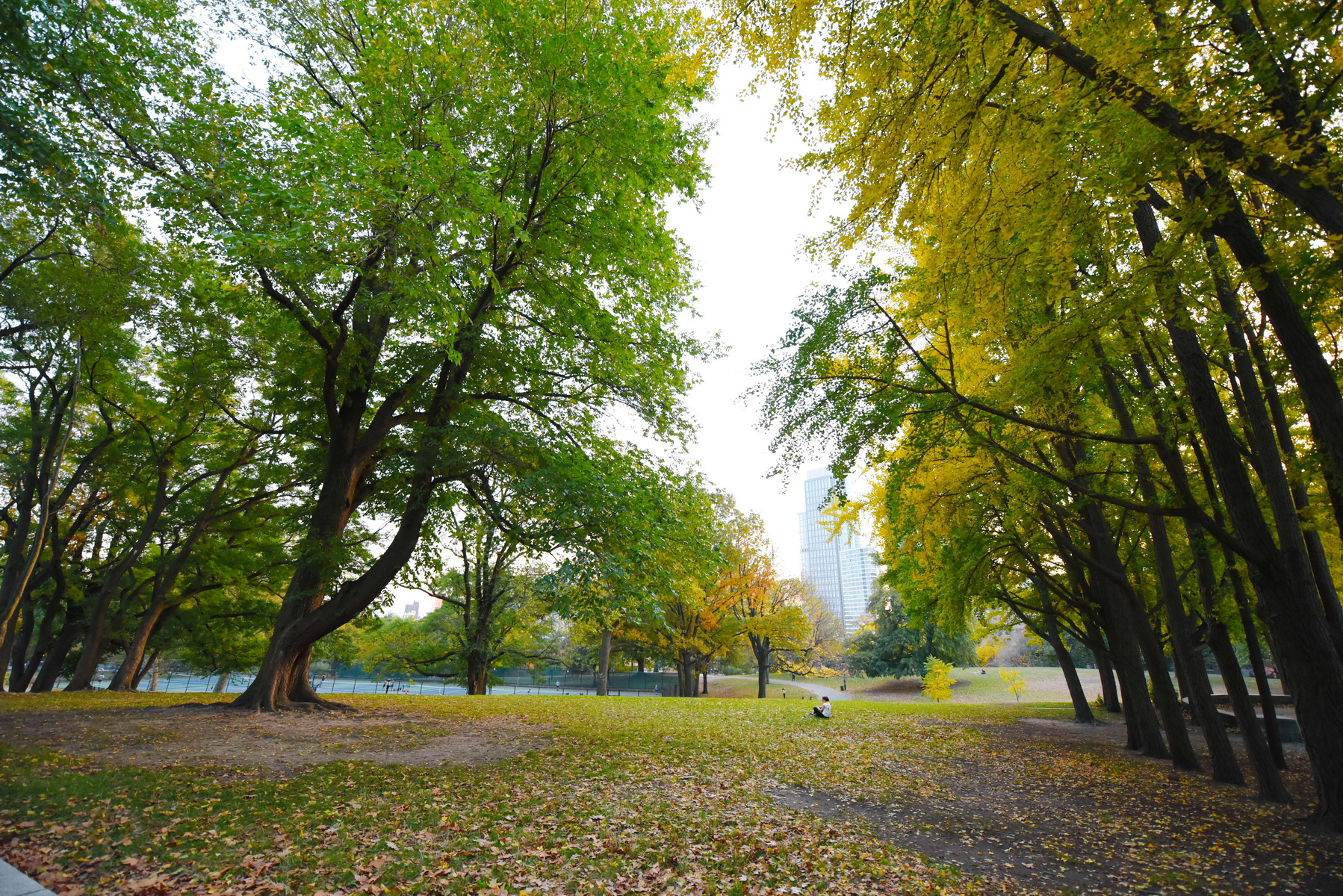 Fall Foliage in Parks : NYC Parks