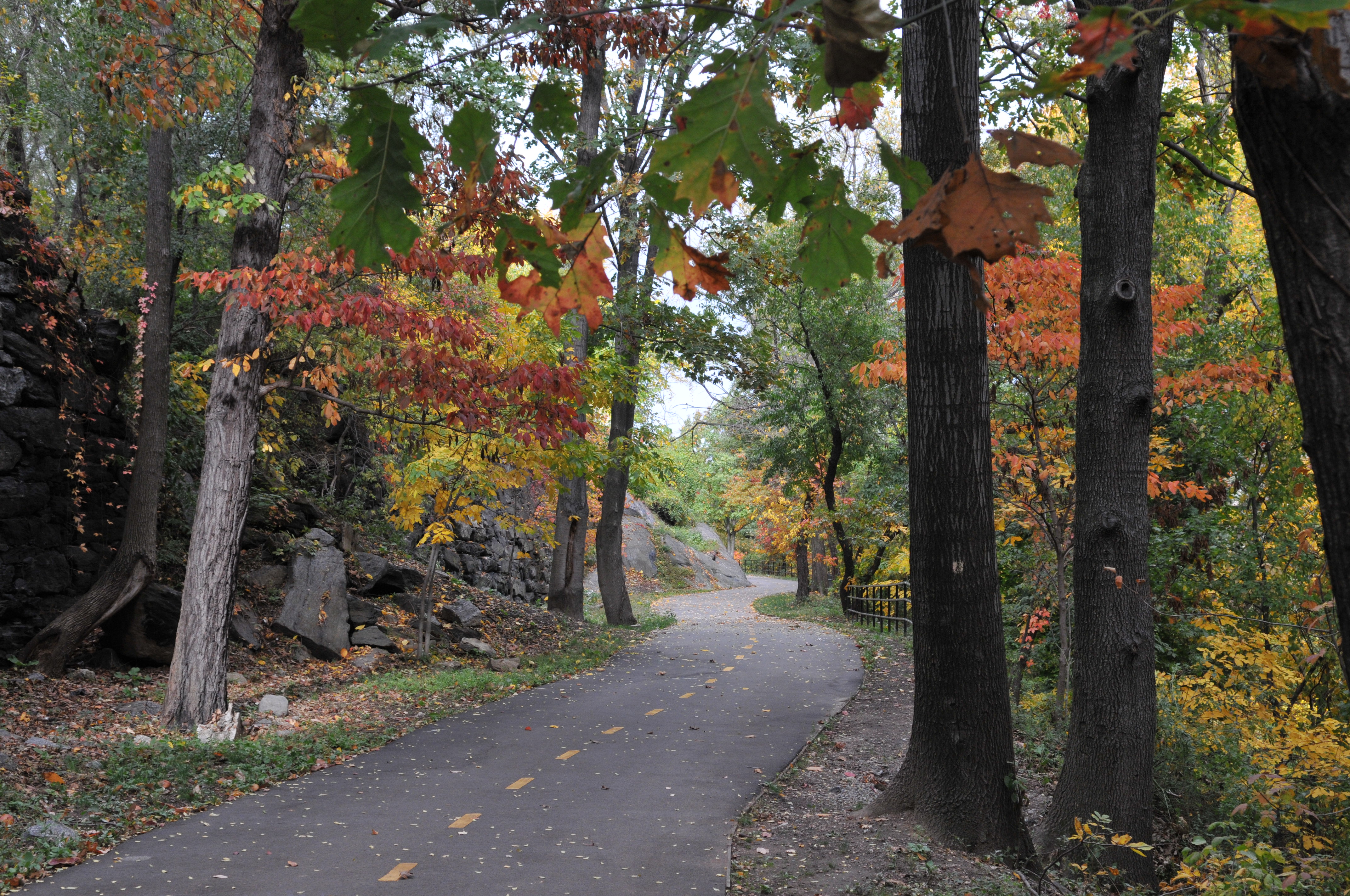Fall Foliage in Parks : NYC Parks