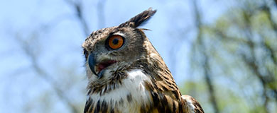 Urban Park Rangers: Wildlife Viewing : NYC Parks