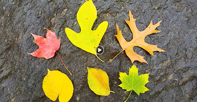 Fall Foliage in Parks : NYC Parks