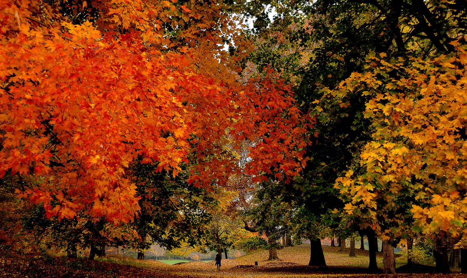 7 Recommended Hiking Trails to See Fall Foliage in NYC : NYC Parks