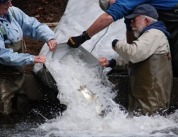 Anadromous Fish Reintroduction : Bronx River Restoration Projects ...