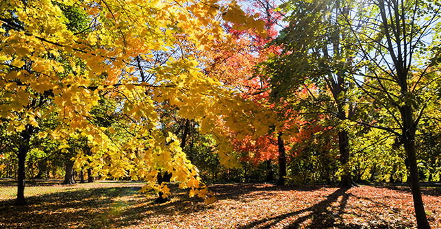 Fall Foliage in Parks : NYC Parks