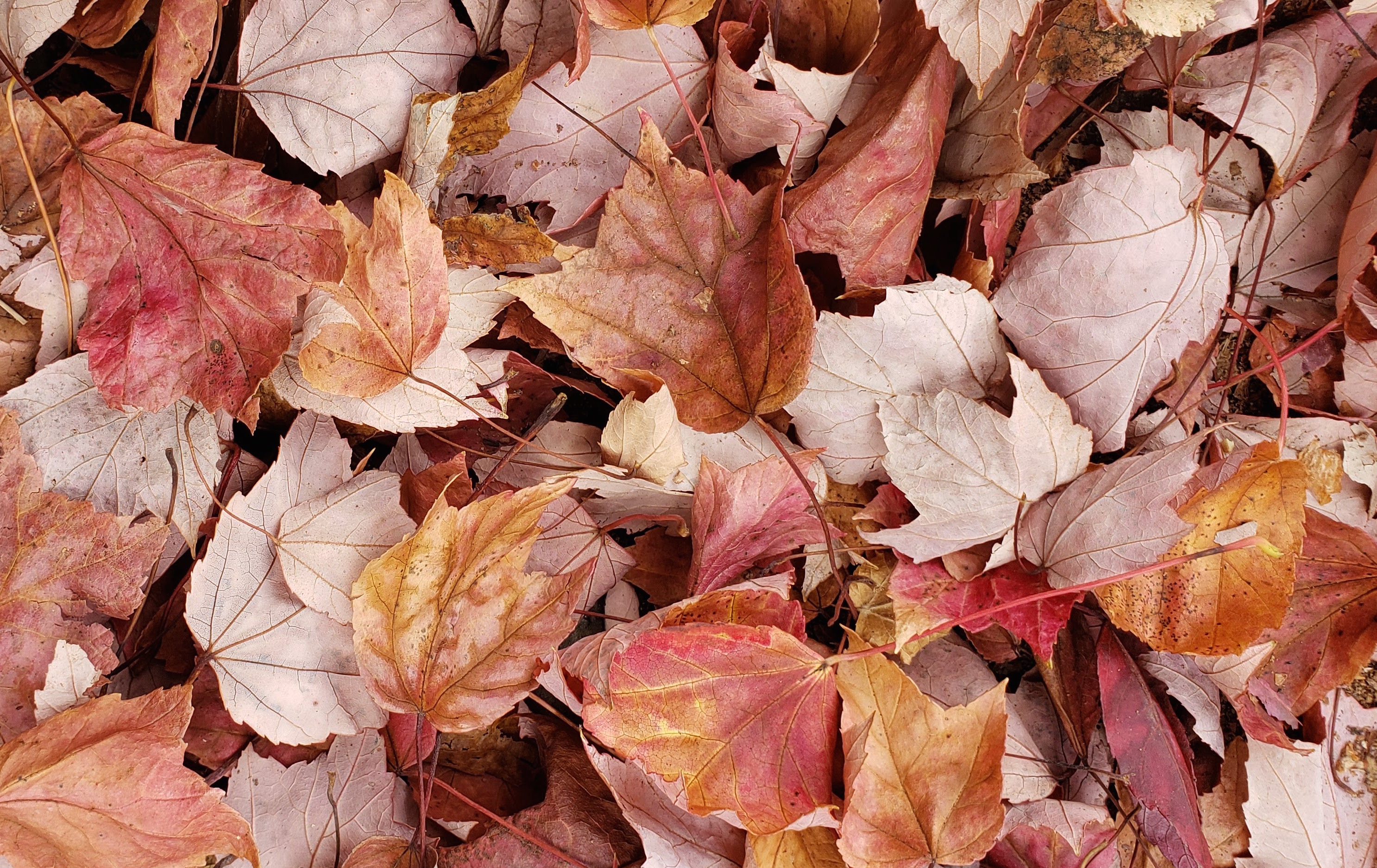 Fall Fun : NYC Parks