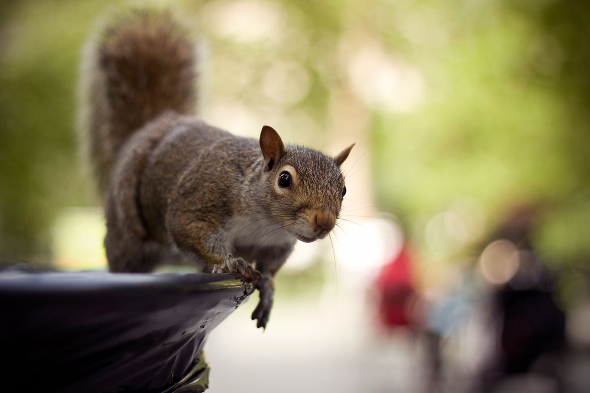 Learning Hub: Wildlife in New York City Parks : NYC Parks