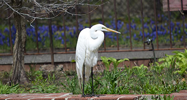 Learning Hub: Wildlife in New York City Parks : NYC Parks