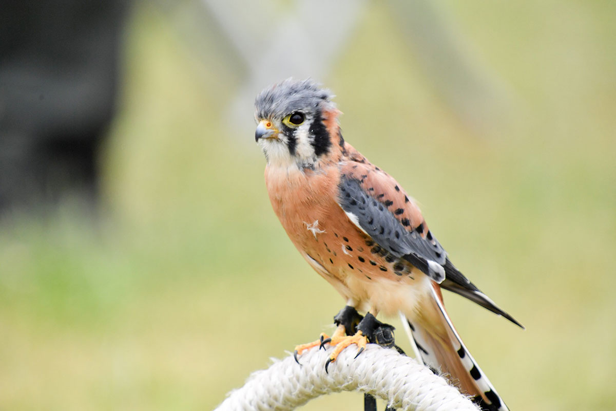 Learning Hub: Wildlife in New York City Parks : NYC Parks