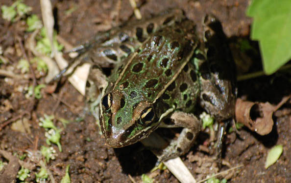Learning Hub: Wildlife in New York City Parks : NYC Parks