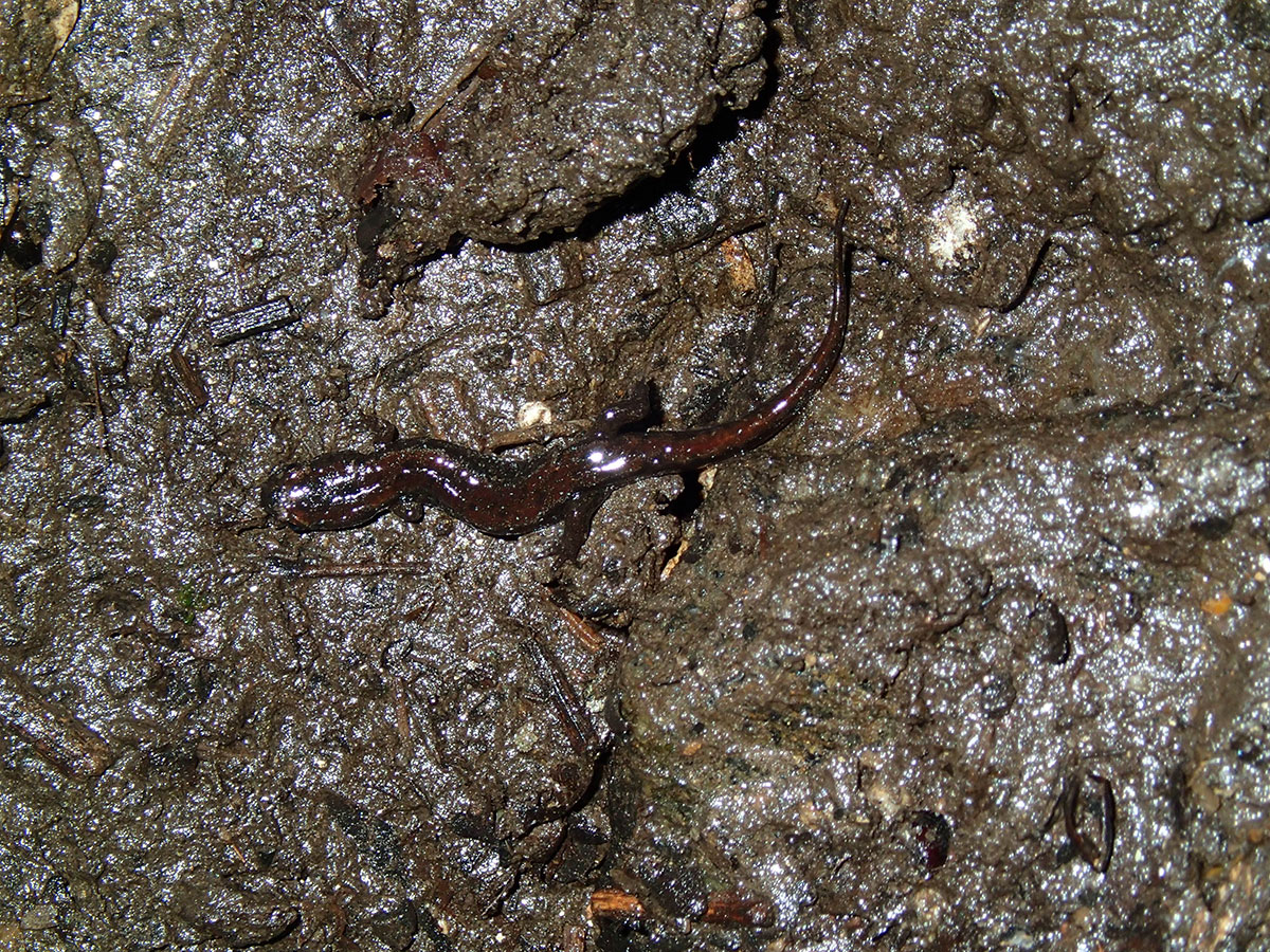 Learning Hub: Wildlife in New York City Parks : NYC Parks