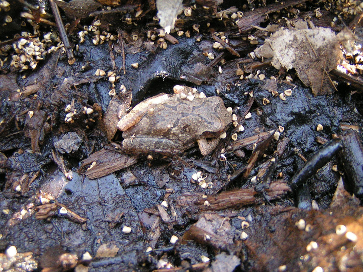 Learning Hub: Wildlife in New York City Parks : NYC Parks