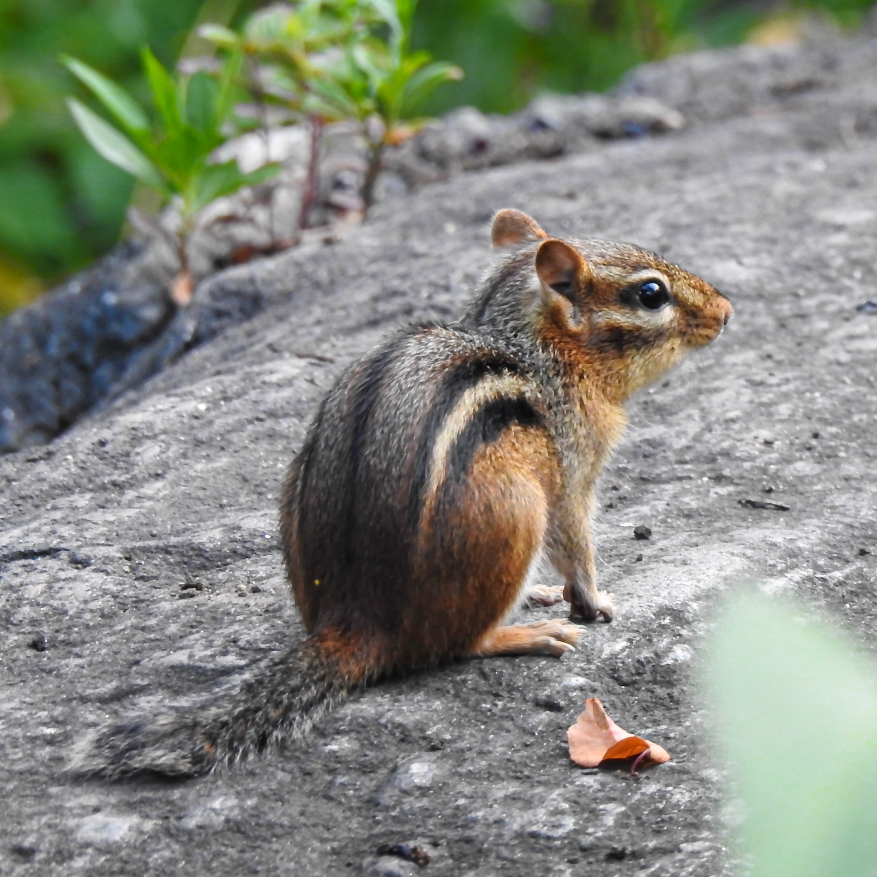 Learning Hub: Wildlife in New York City Parks : NYC Parks