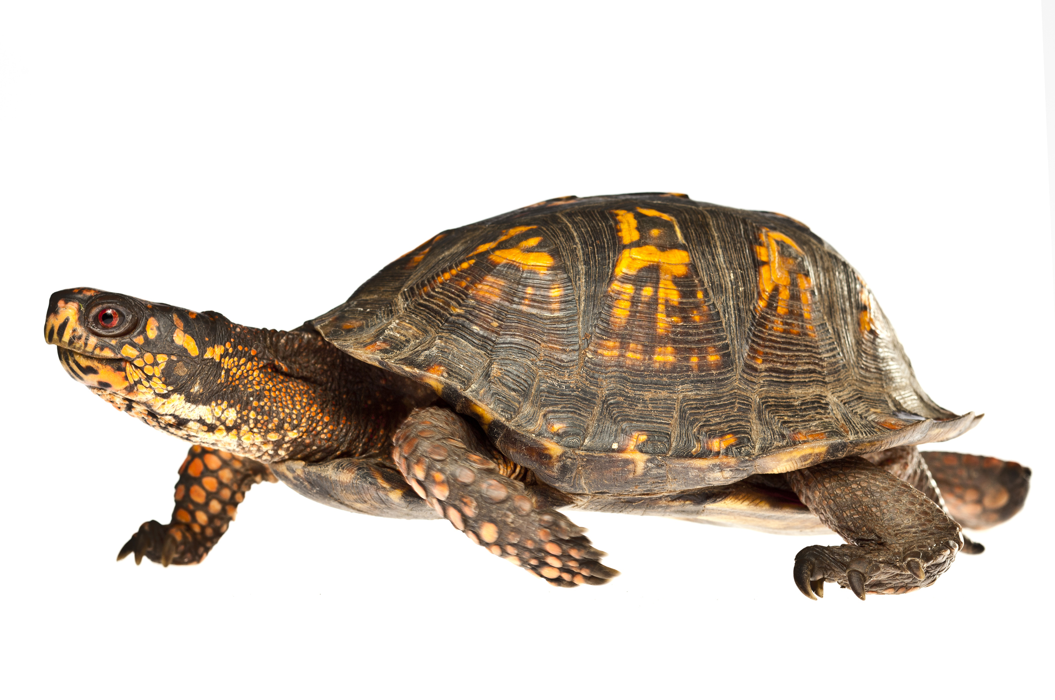 Learning Hub: Wildlife in New York City Parks : NYC Parks