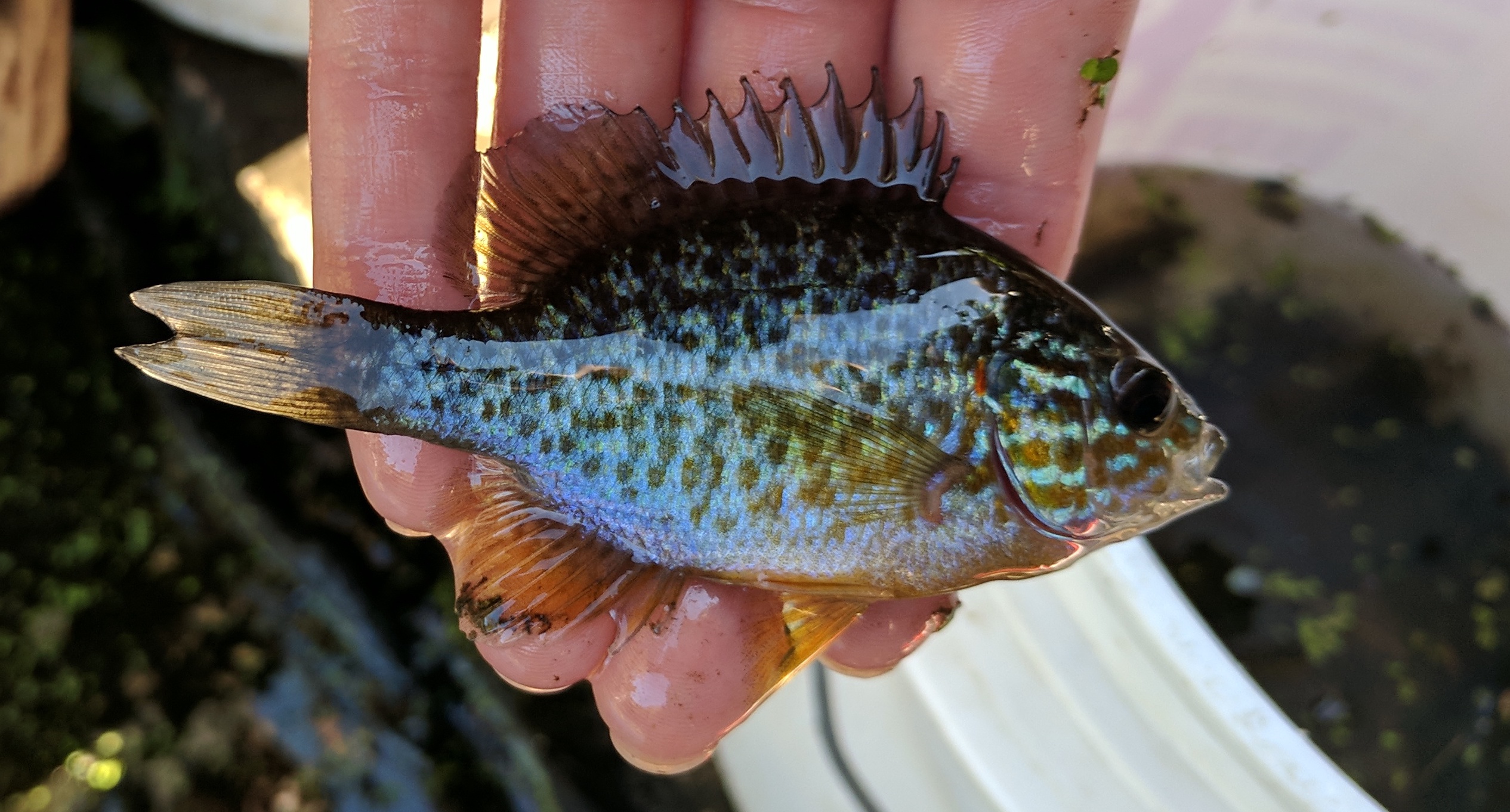 Learning Hub: Wildlife in New York City Parks : NYC Parks