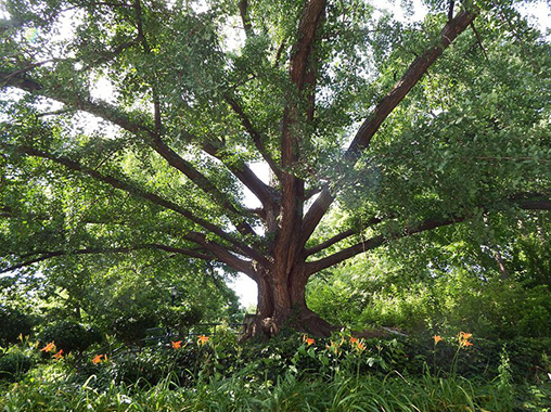 Learning Hub: Trees and Plants in New York City Parks : NYC Parks