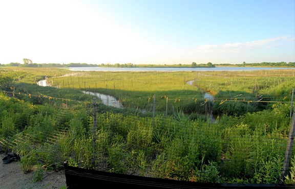 Exploring Marine Park Salt Marsh : NYC Parks