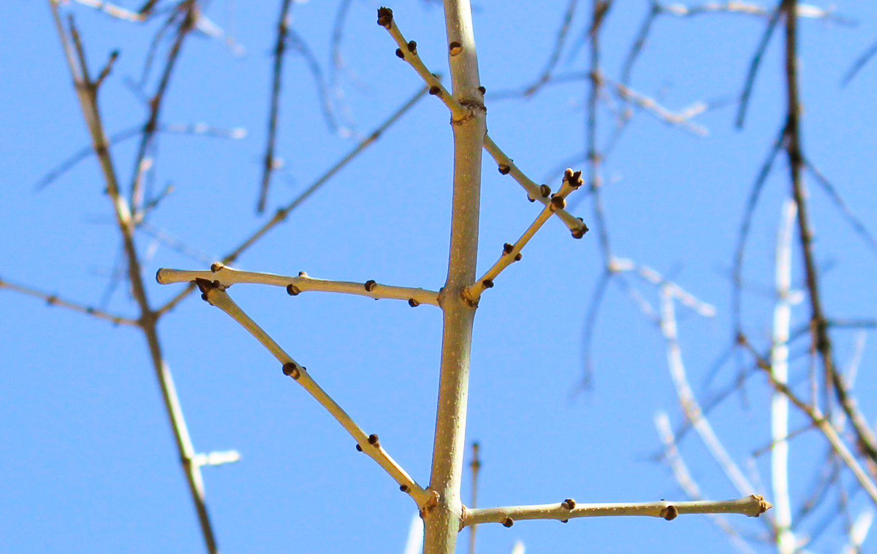 Learning Hub: How to Identify Trees Beyond the Leaves : NYC Parks
