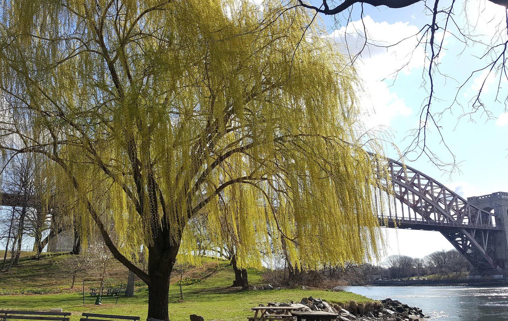 Learning Hub: How to Identify Trees Beyond the Leaves : NYC Parks