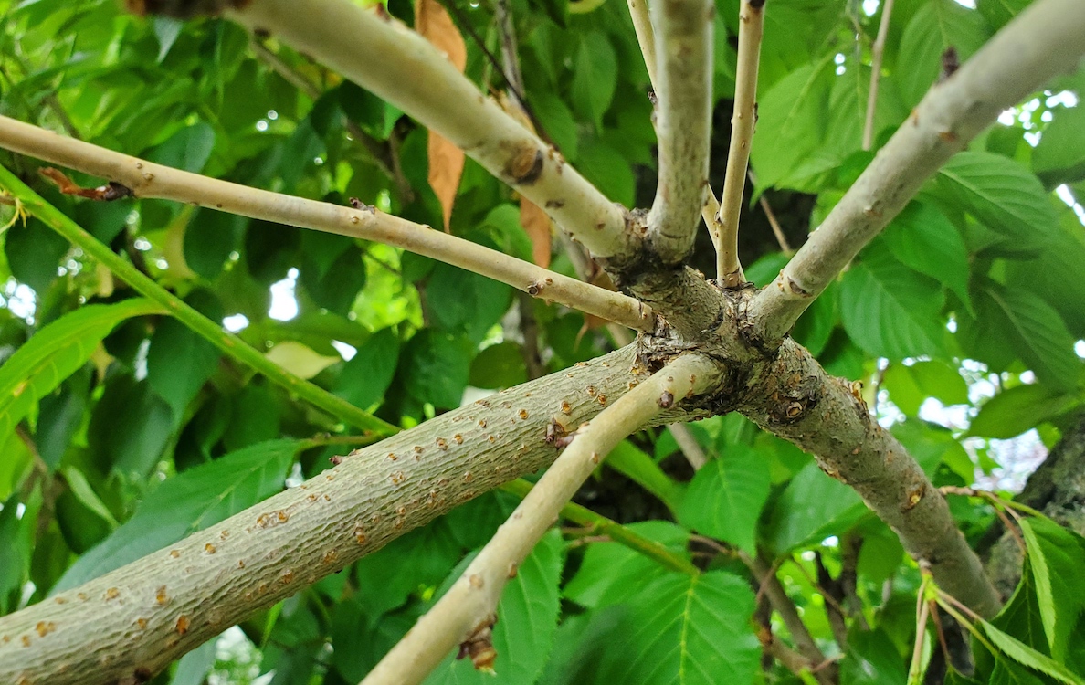 Learning Hub: How to Identify Trees Beyond the Leaves : NYC Parks