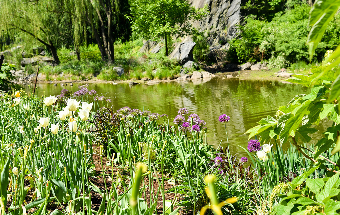 Pollinators in New York City Parks: Bees, Butterflies, and Beyond : NYC ...