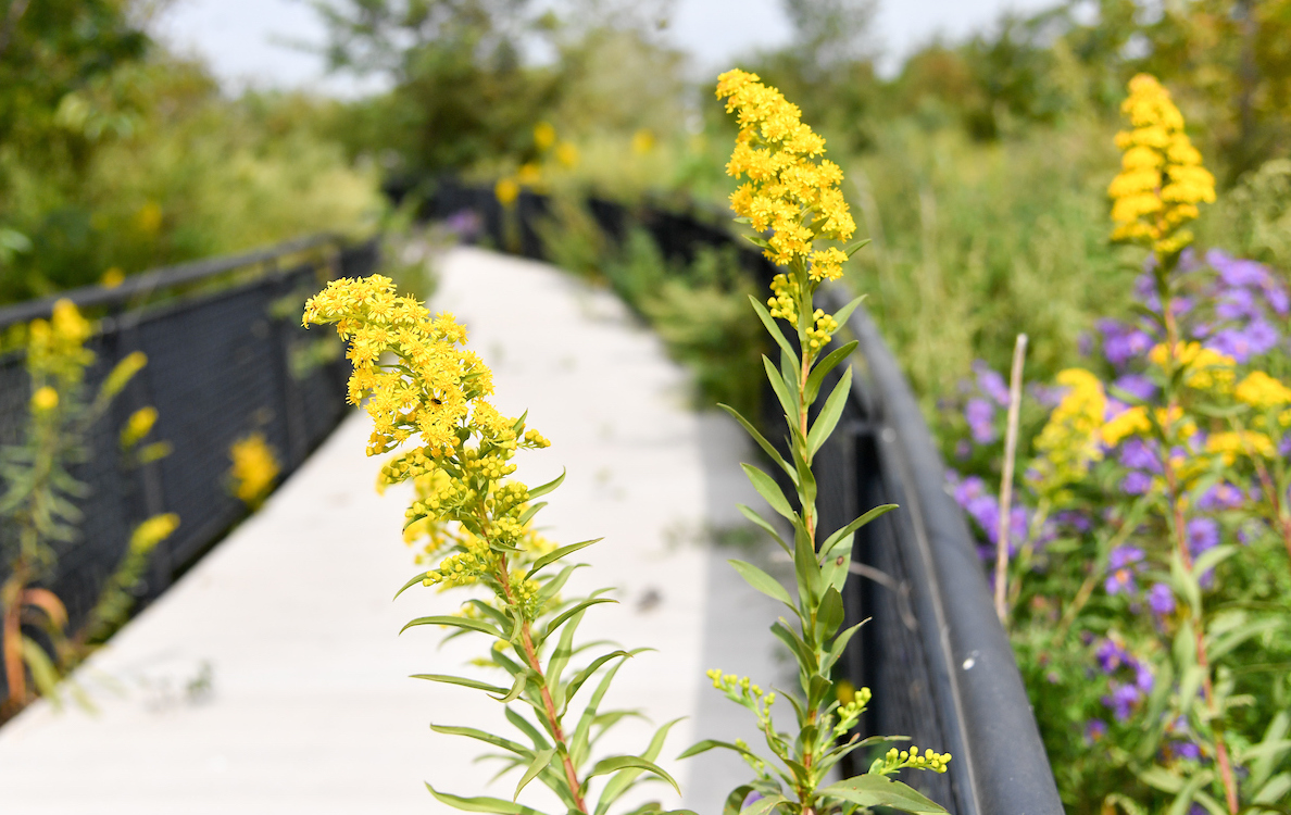 How To Support Pollinators in New York City : NYC Parks