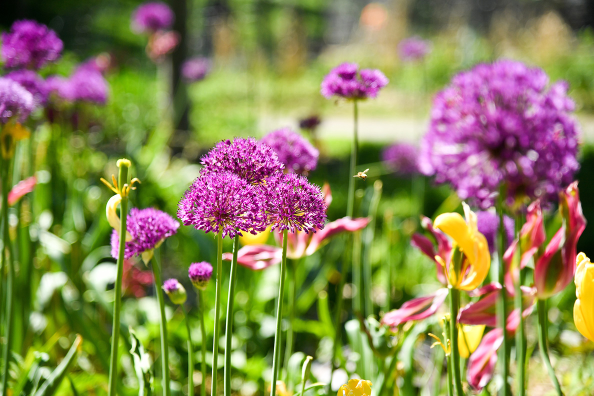 Pollinator Place Gardens : NYC Parks