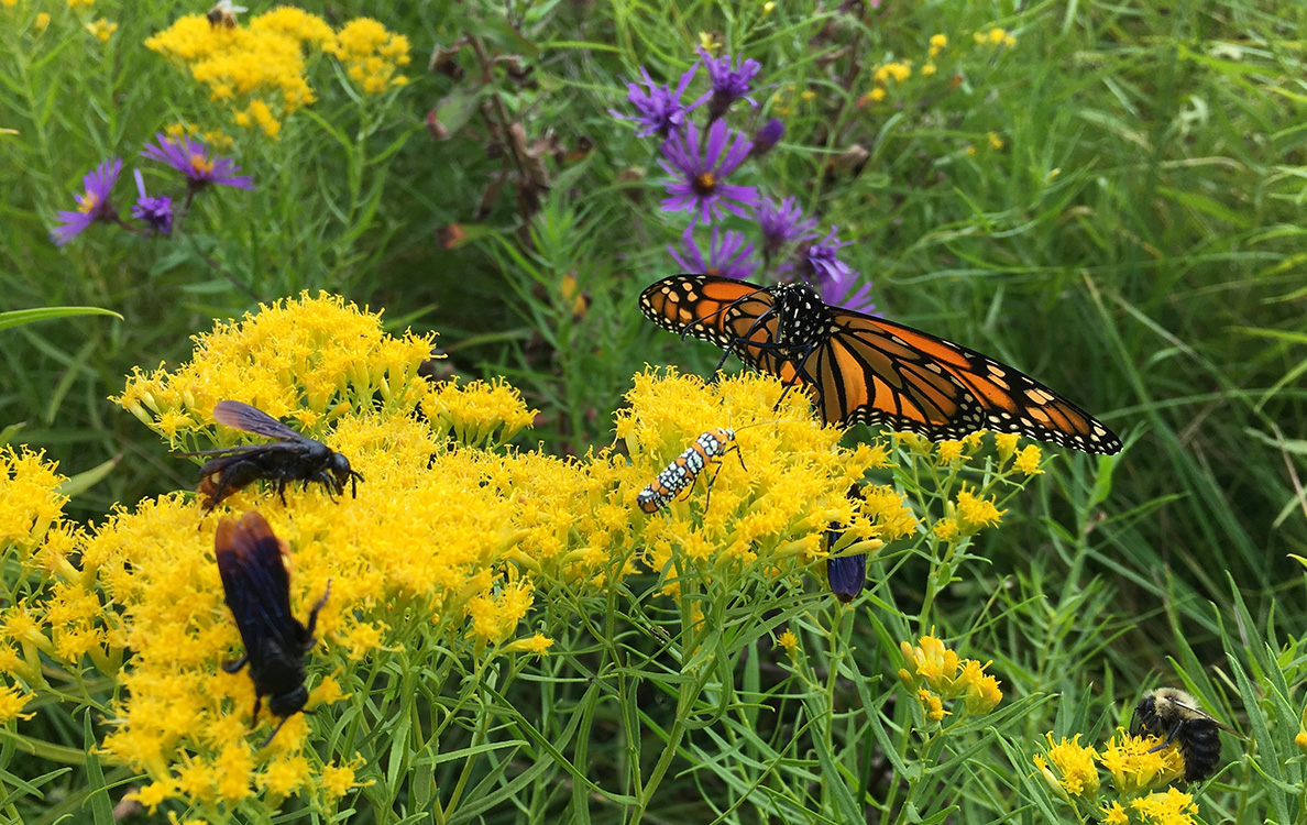 Pollinators in New York City Parks: Bees, Butterflies, and Beyond : NYC ...