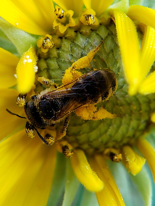 Pollinators in New York City Parks: Bees, Butterflies, and Beyond : NYC ...