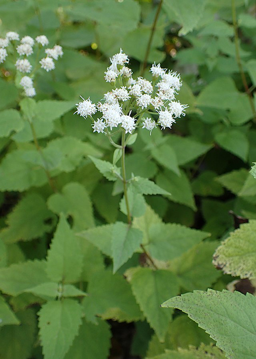 What's in a Name? Summer-Blooming 'Weeds' and the Benefits of Native ...