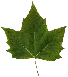 How to Identify Trees by Their Leaves (and Impress Your Friends) : NYC ...