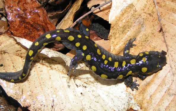 Exploring Vernal Pools in NYC Parks and How They Help Amphibians Thrive ...