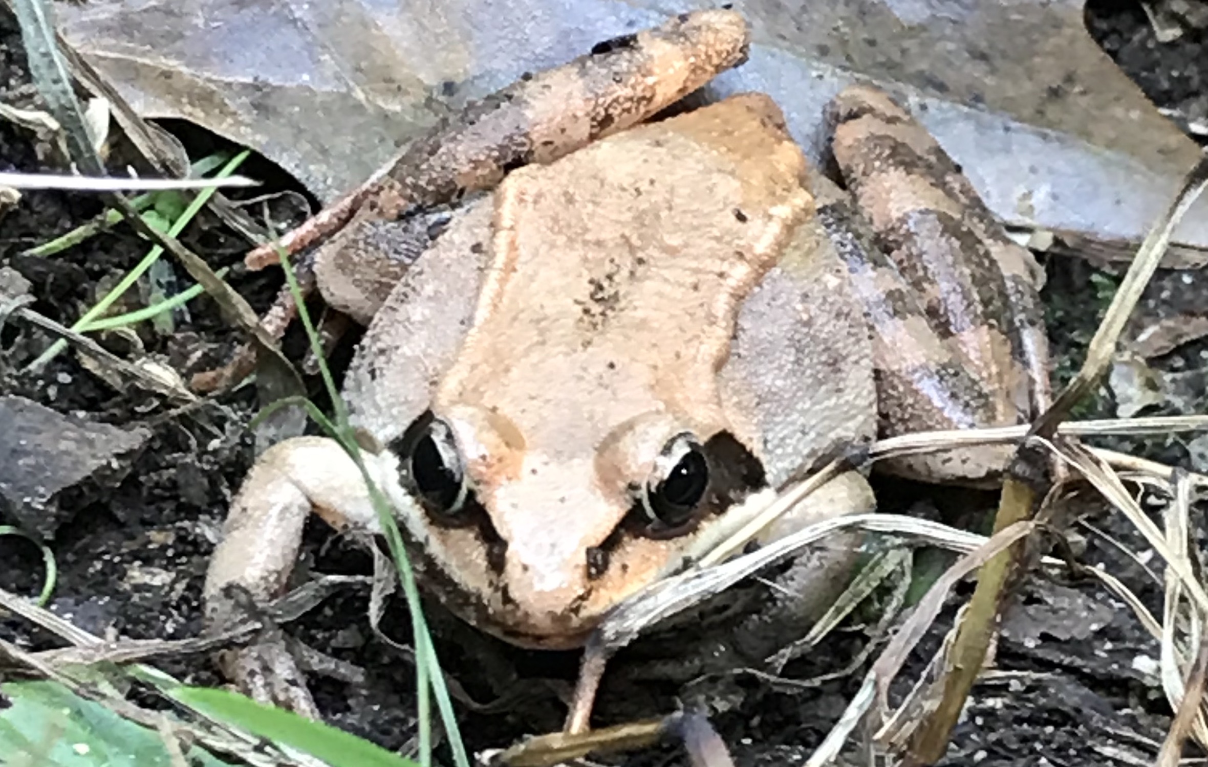 Exploring Vernal Pools in NYC Parks and How They Help Amphibians Thrive ...