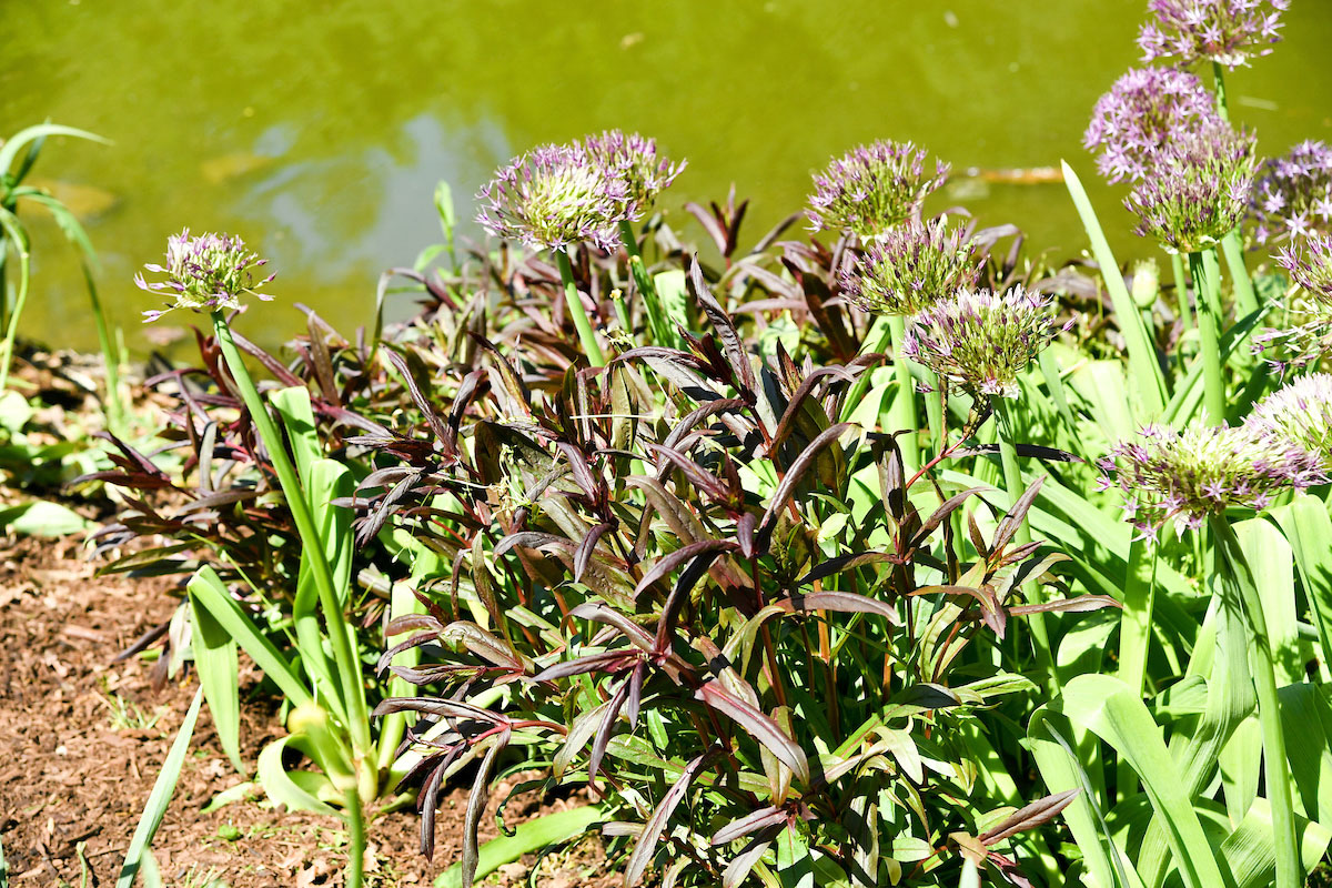 Pollinator Place Gardens : NYC Parks