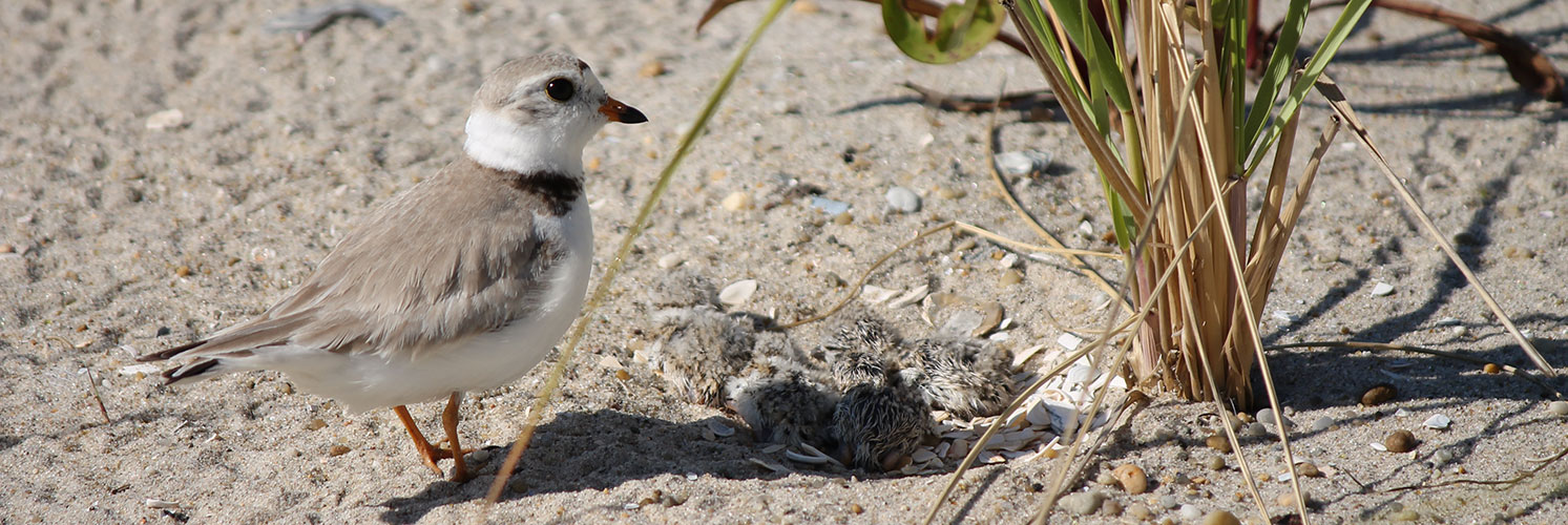 Piping Plovers at the Rockaway Beach Endangered Species Nesting Area ...
