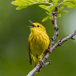 Birding at NYC Parks : NYC Parks