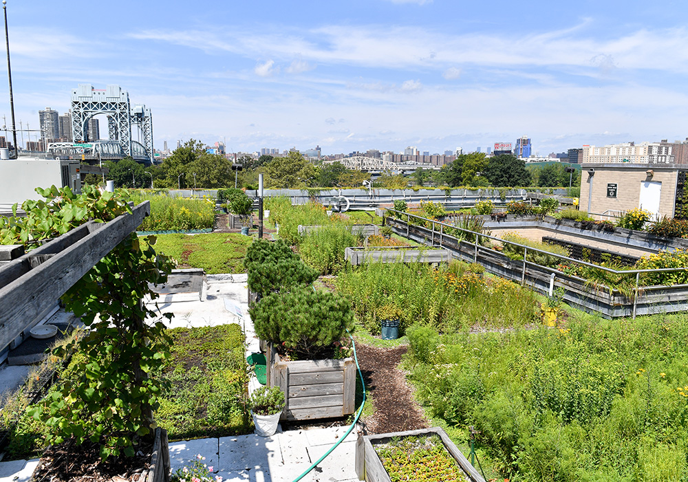 How NYC Parks Fights Climate Change: Cooling Our City : NYC Parks