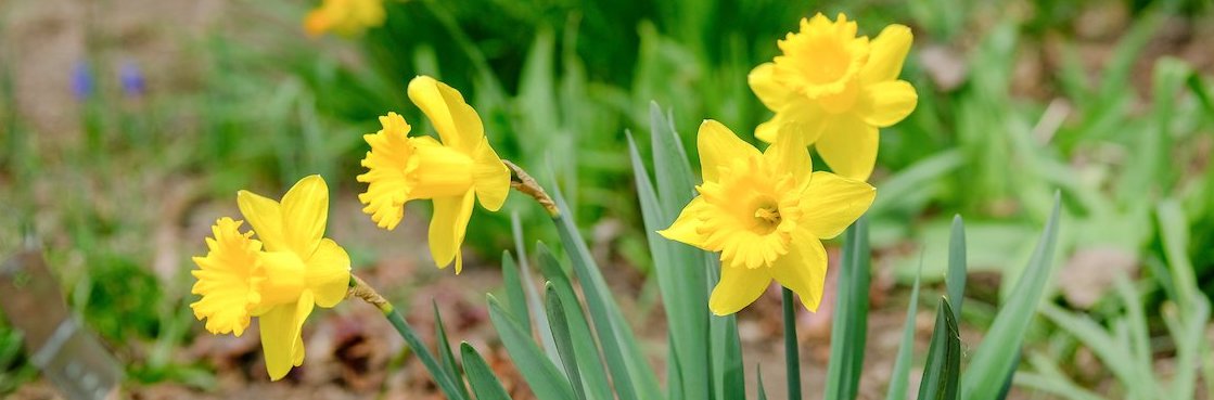 Daffodil Project : NYC Parks