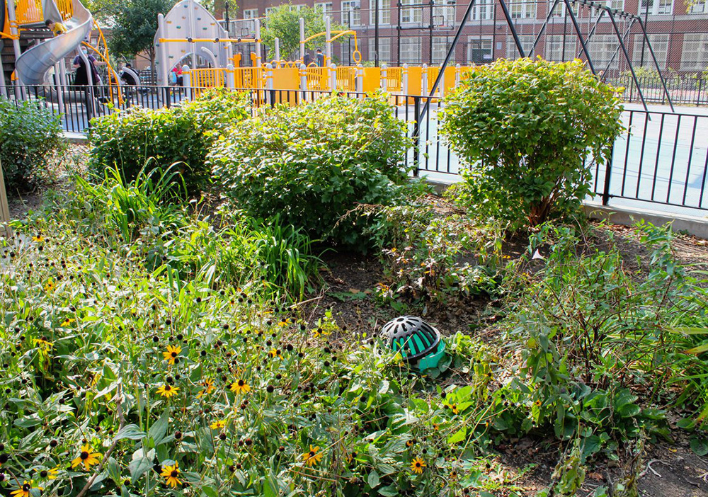How NYC Parks Fights Climate Change: Cleaning Our Water and Protecting ...