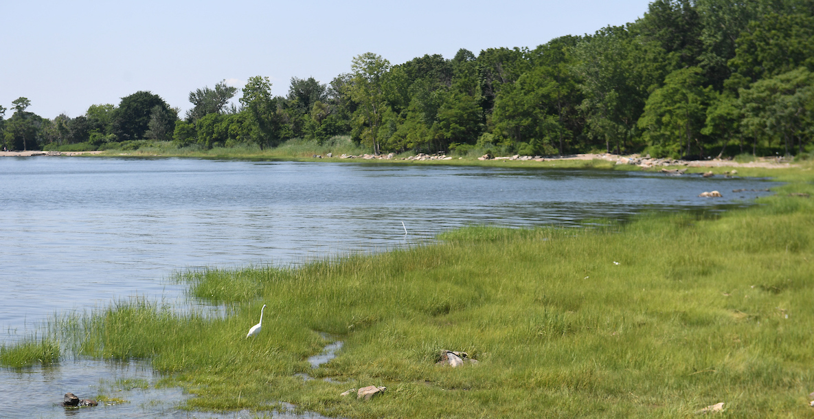 How NYC Parks Fights Climate Change: Restoring and Protecting Our ...