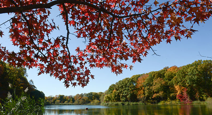 Fall Foliage in Parks : NYC Parks