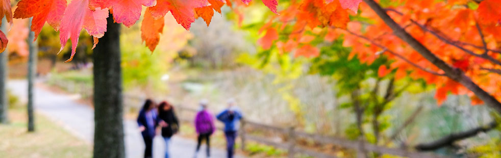 Fall Foliage in Parks : NYC Parks
