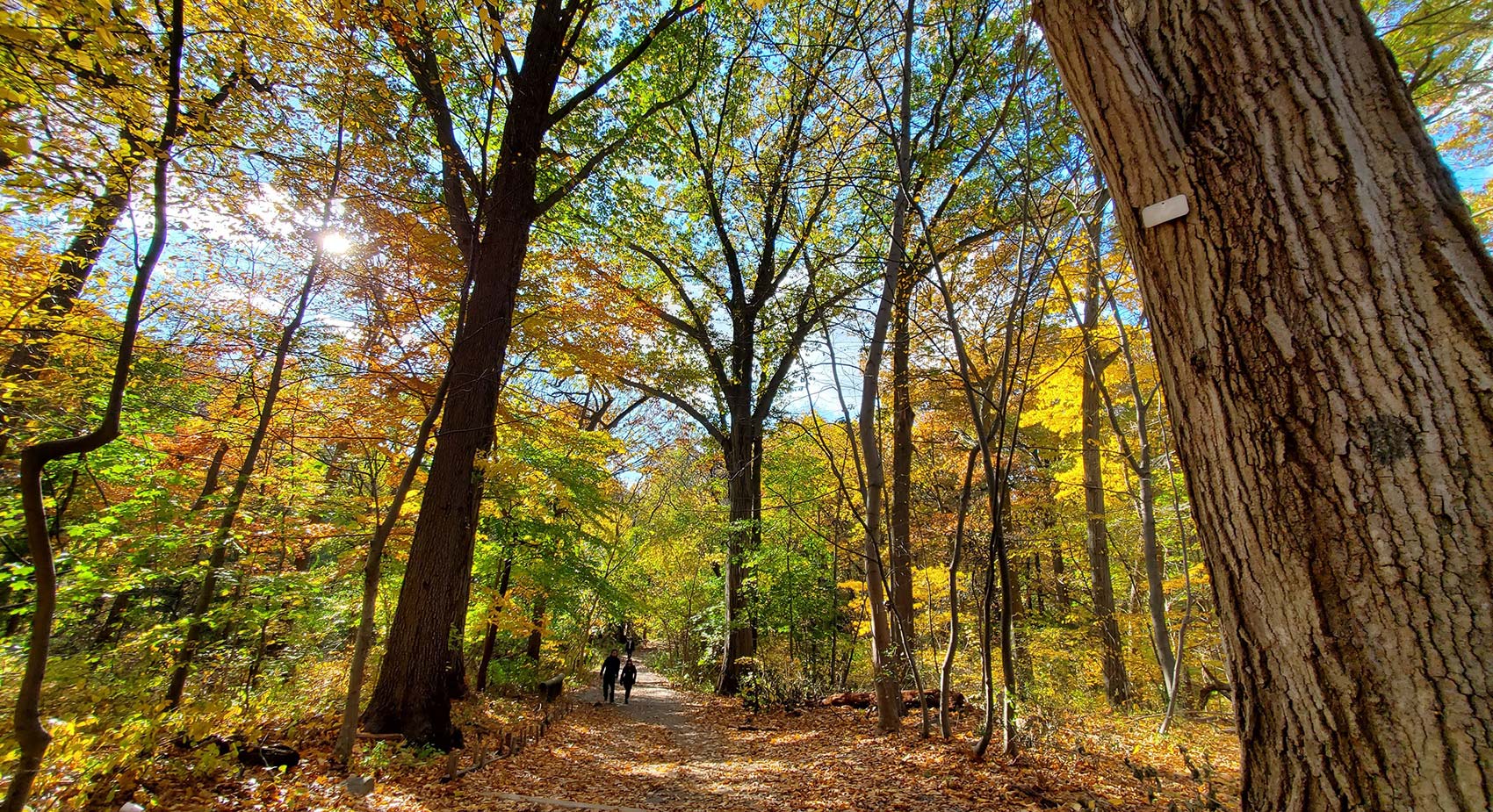 Fall Foliage in Parks : NYC Parks