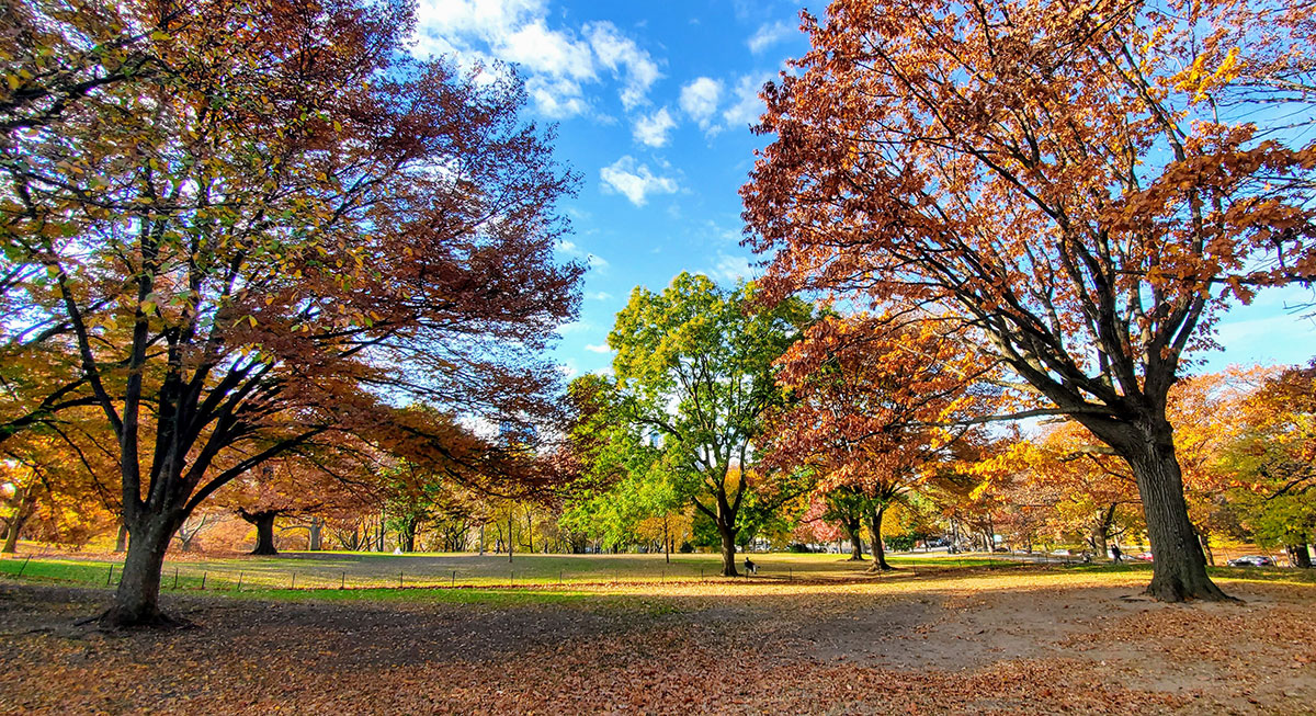 Fall Foliage in Parks : NYC Parks