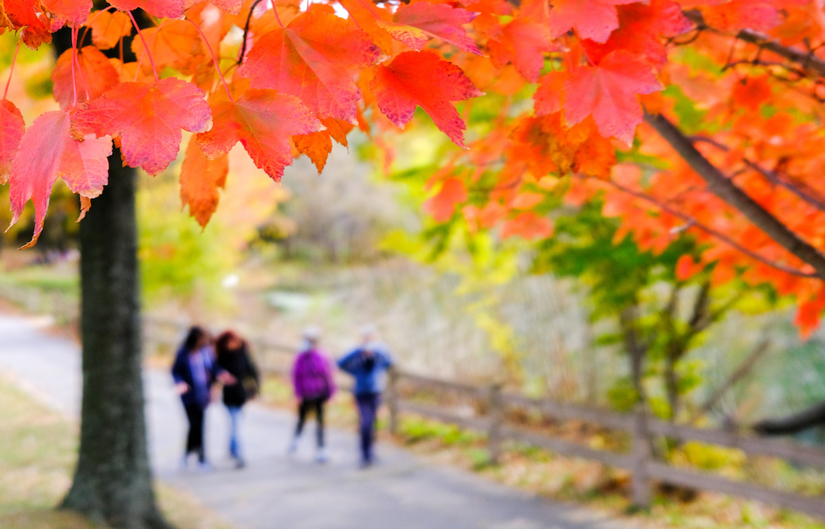 Fall Fun : NYC Parks