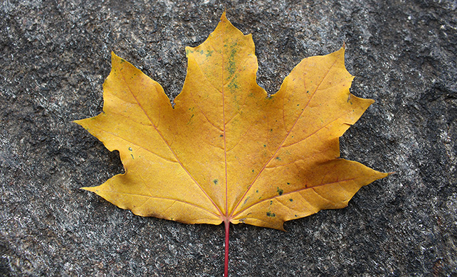 Lookalike Leaves: How to Tell the Difference Between Maple Tree ... Lookalike Leaves: How to Tell the Difference Between Maple Tree ...