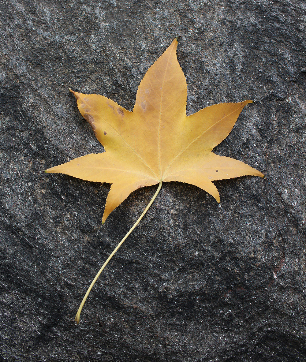 Lookalike Leaves: How to Tell the Difference Between Maple Tree ... Lookalike Leaves: How to Tell the Difference Between Maple Tree ...